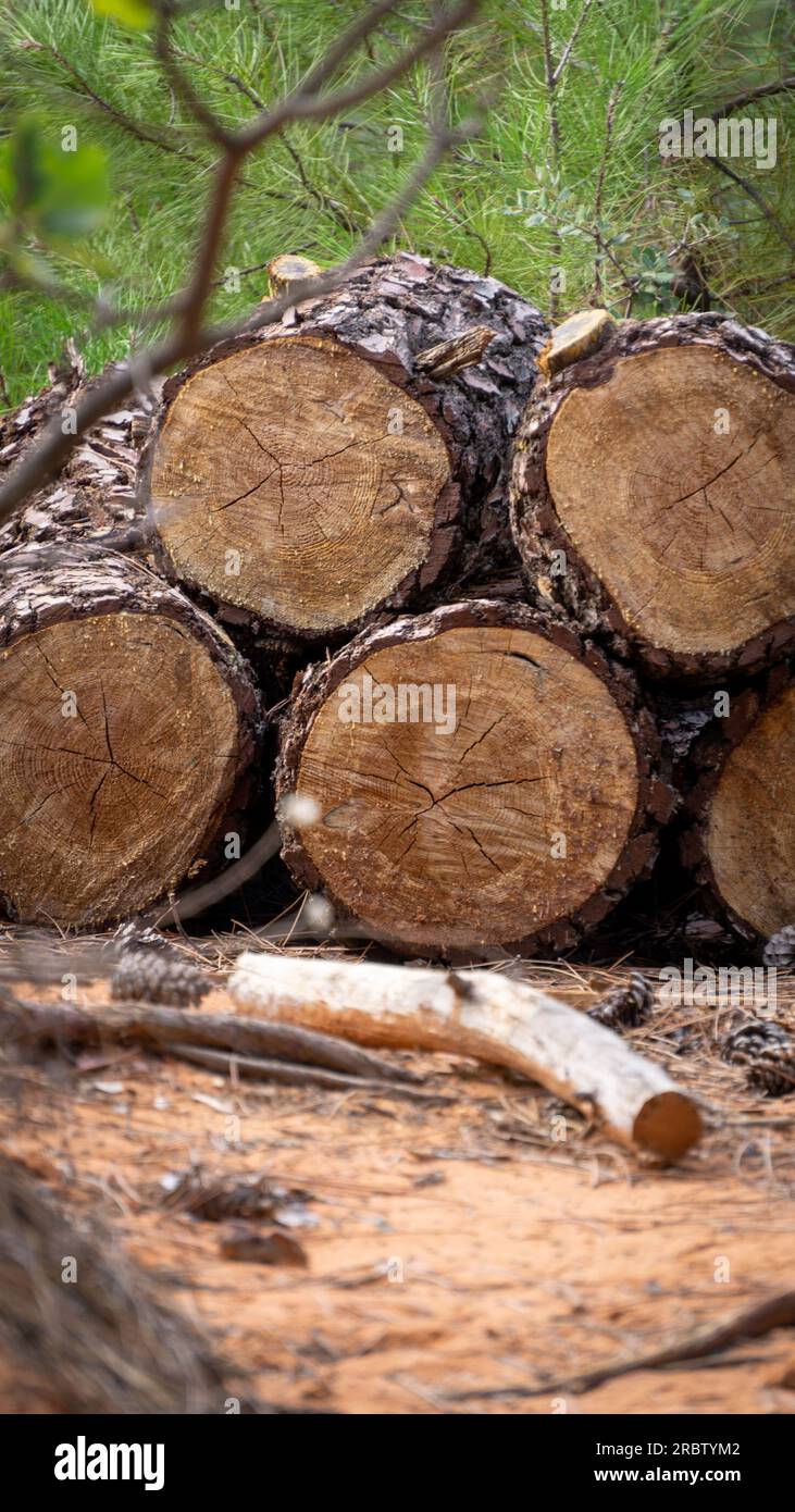 A pile of logs with sawn trees from the forest Stock Photo - Alamy