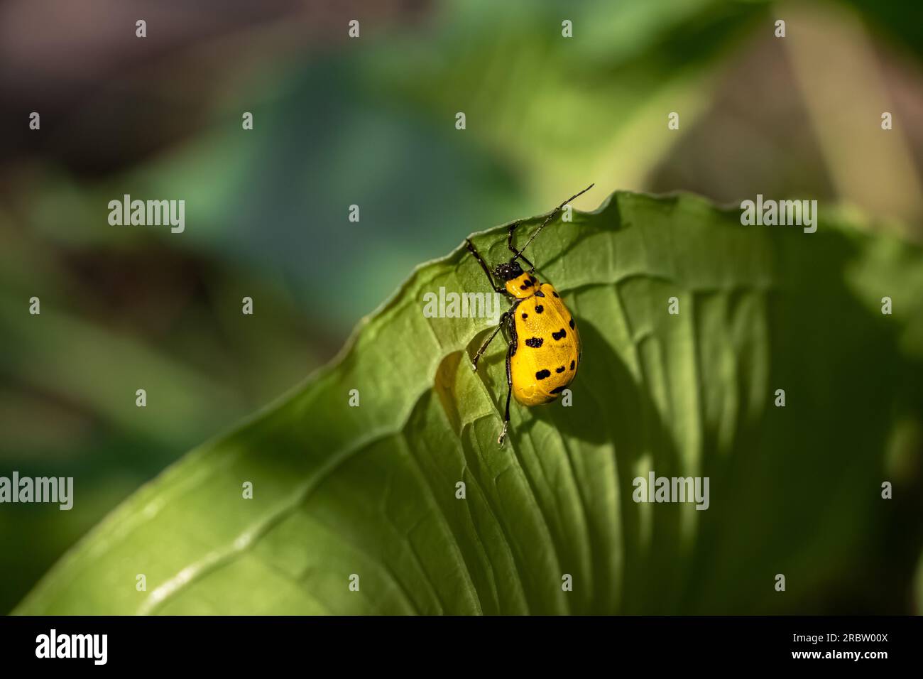 a yellow wild insect setting on green leaf,leaf texture, leaf ...