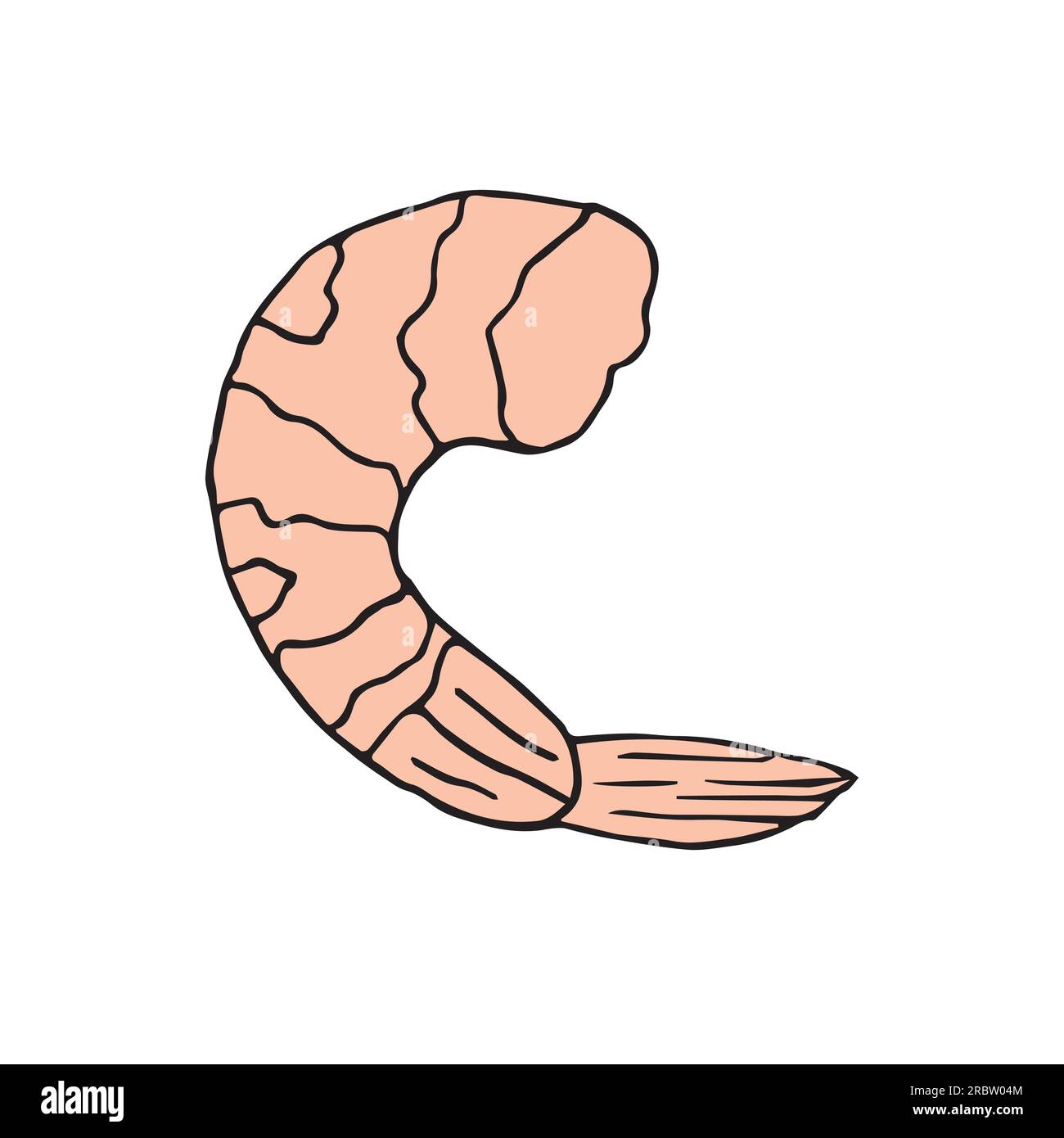 Vector hand drawn doodle sketch shrimp Stock Vector Image & Art - Alamy