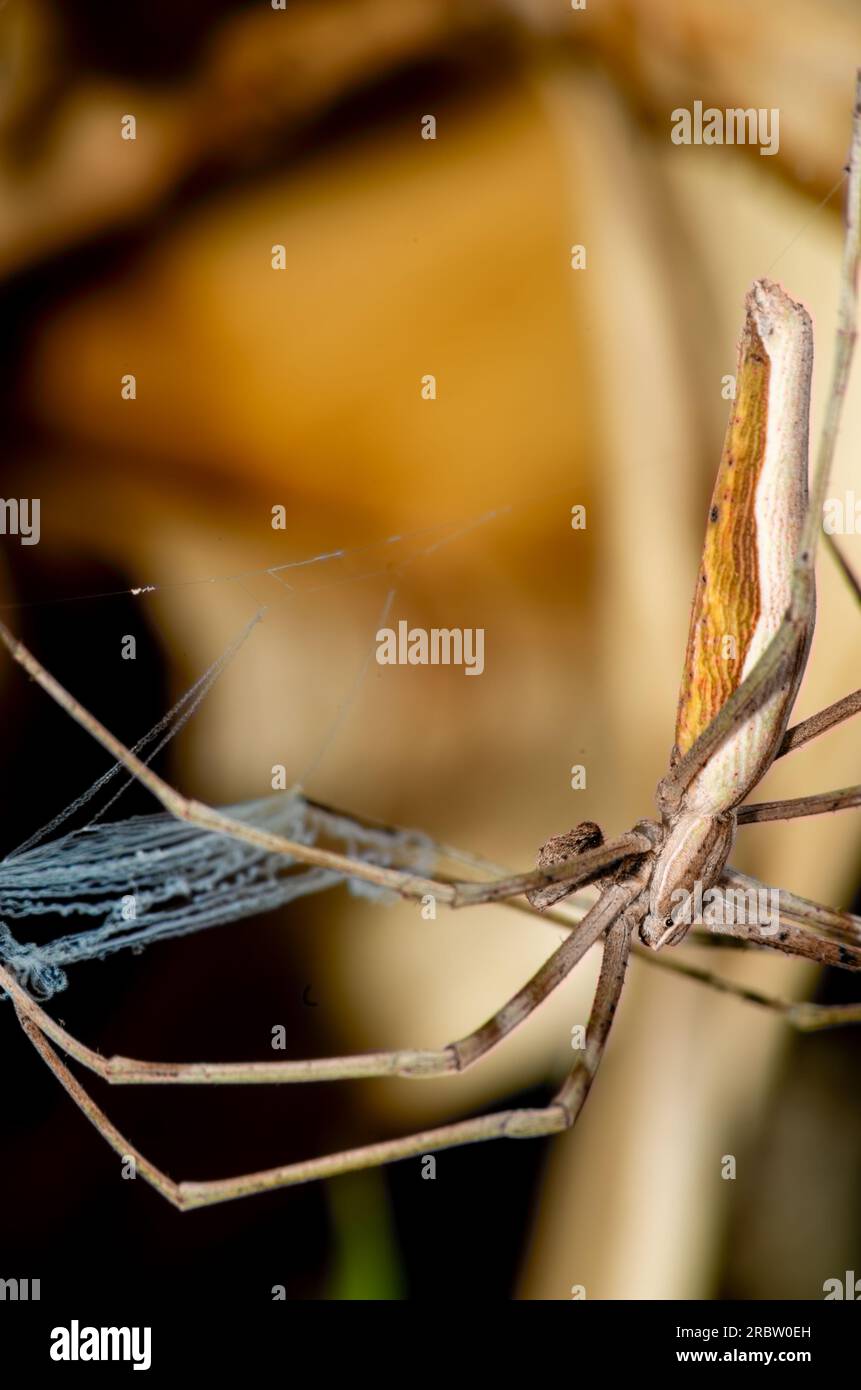 Net spider hi-res stock photography and images - Alamy