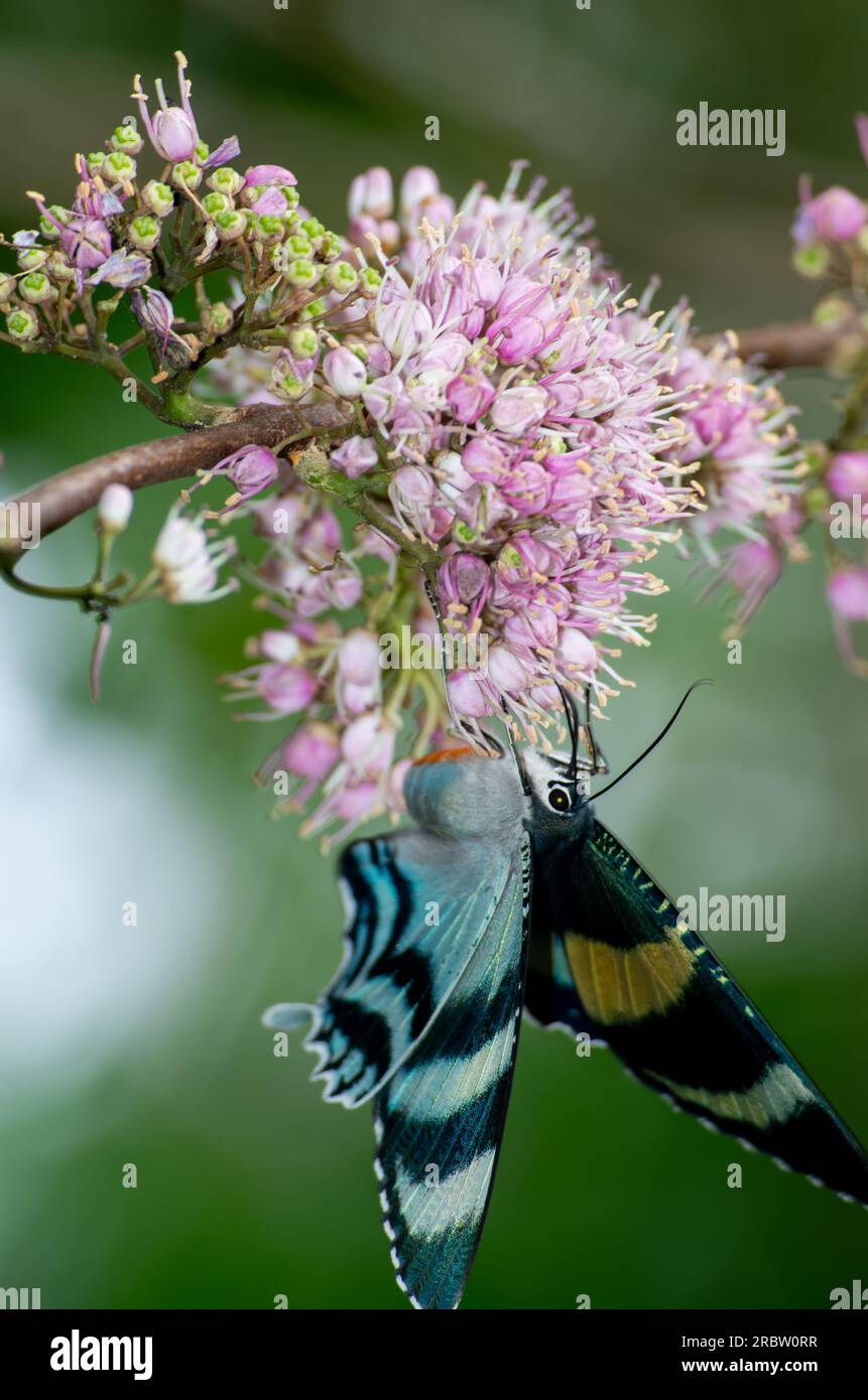 Zodiac Moth, Alcides metaurus, Day Flying Moth, North Queensland Day ...