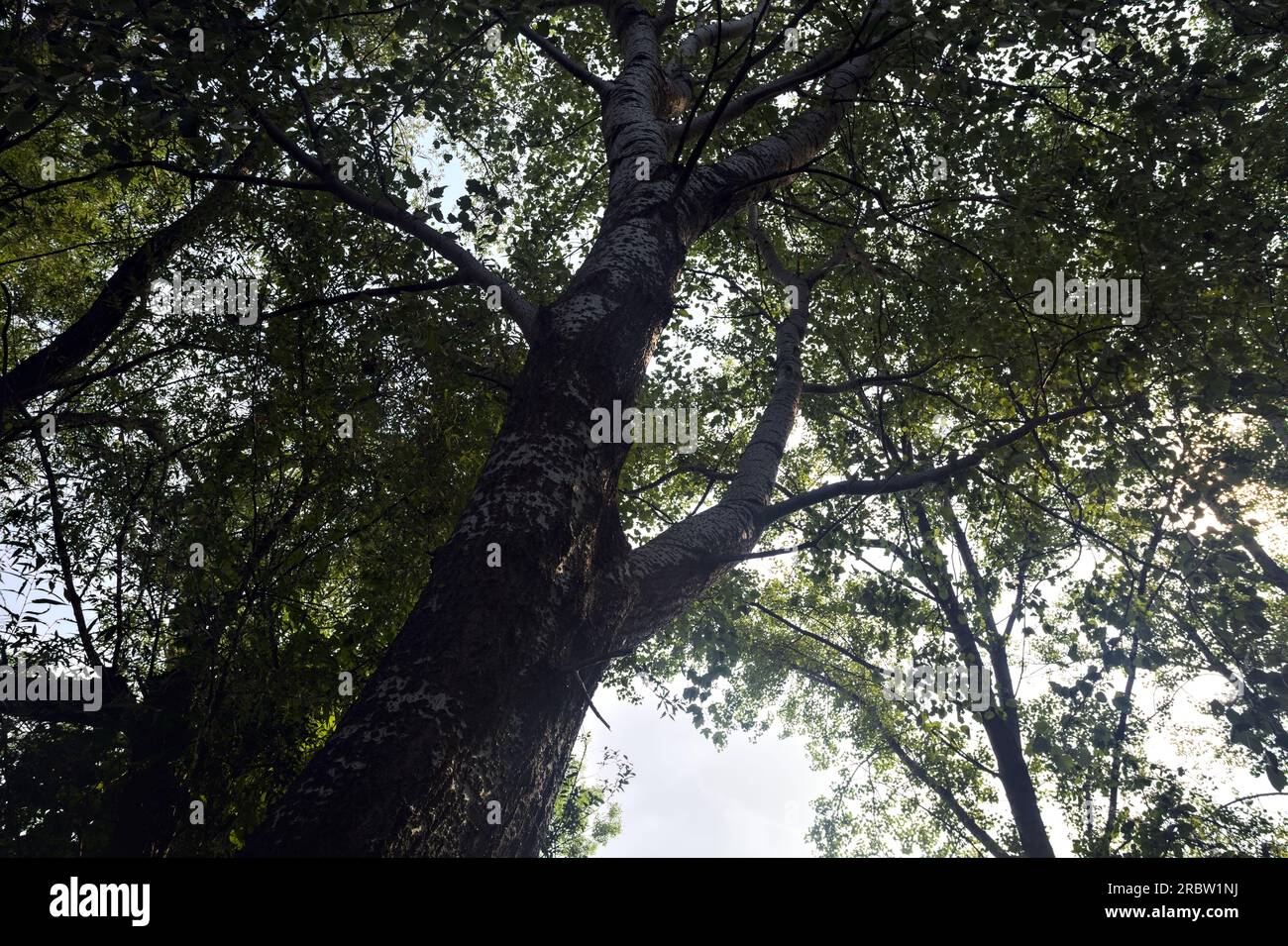 Canopy branches hi-res stock photography and images - Alamy