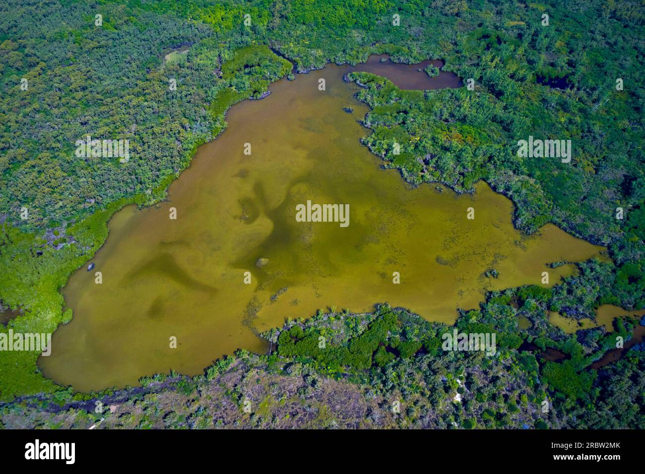 Mauritius, Flacq district, Mare Sarcelle wetlands Stock Photo - Alamy