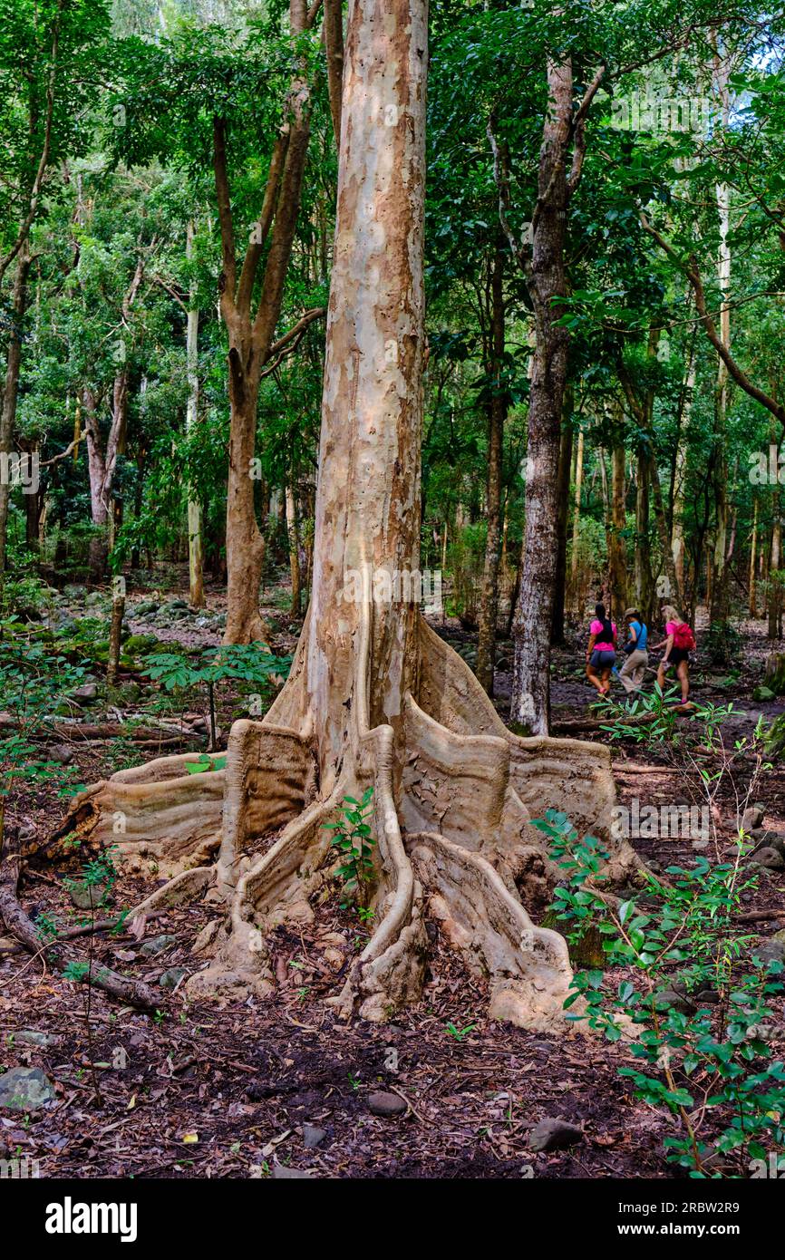 Mauritius, Savanne district, hiking in the Black River Gorges National ...