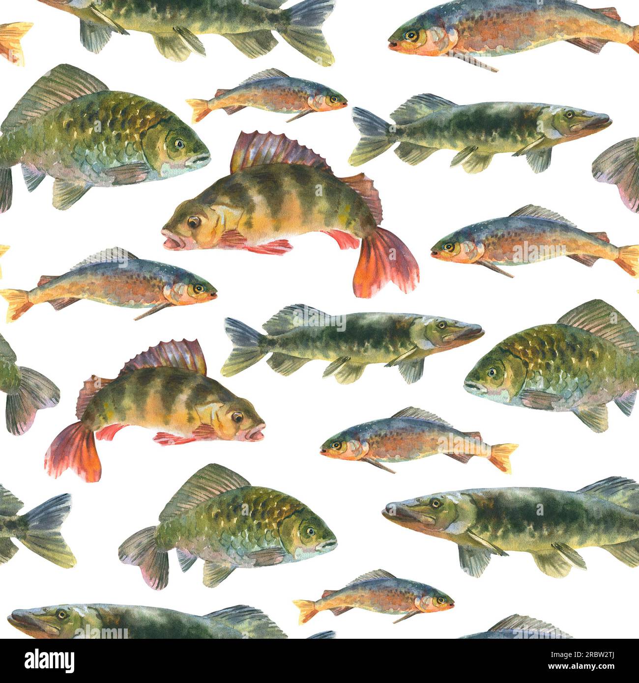 Watercolor illustration, seamless pattern with fresh fishes, perch ...