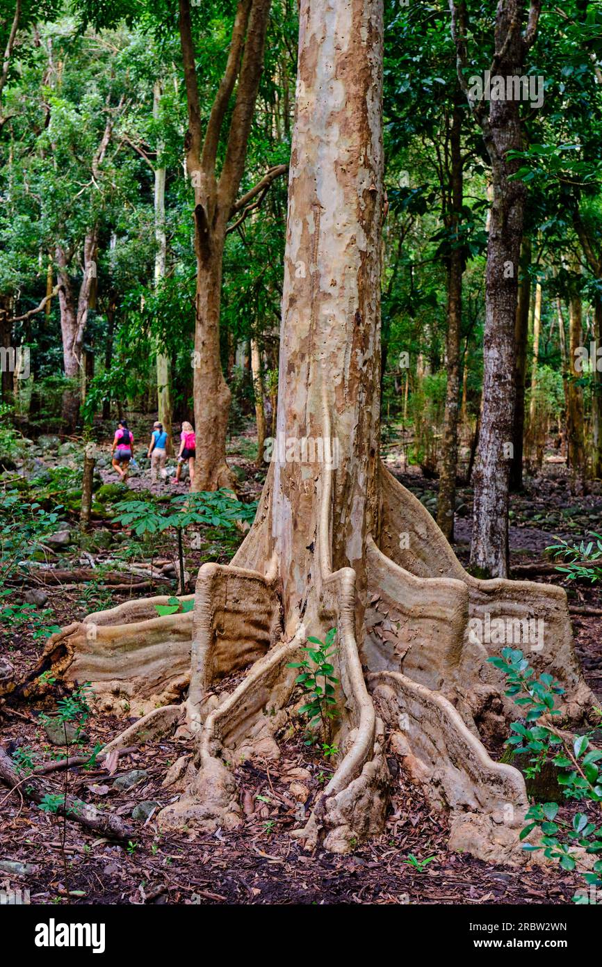 Mauritius, Savanne district, hiking in the Black River Gorges National ...