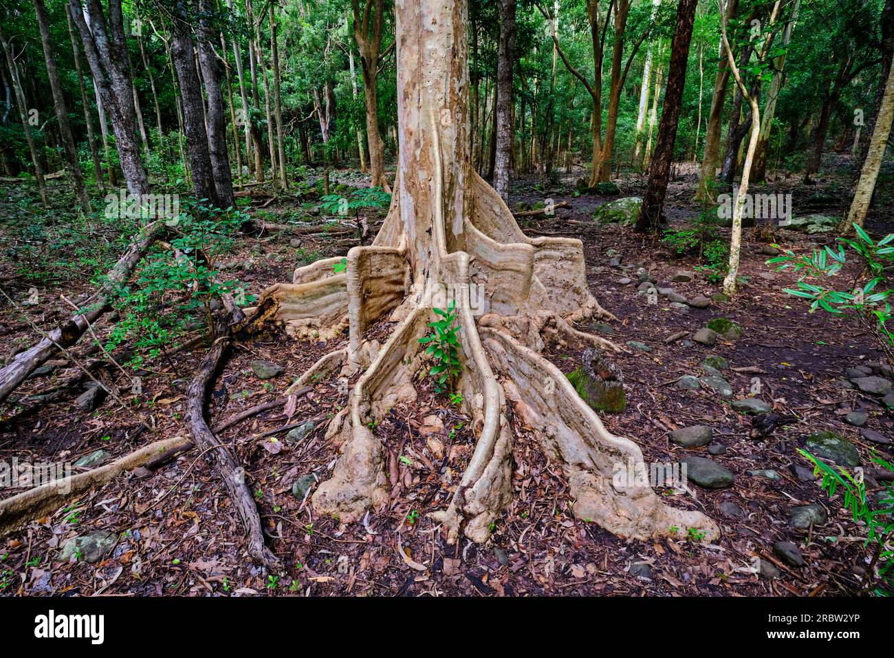 Mauritius, Savanne district, hiking in the Black River Gorges National ...