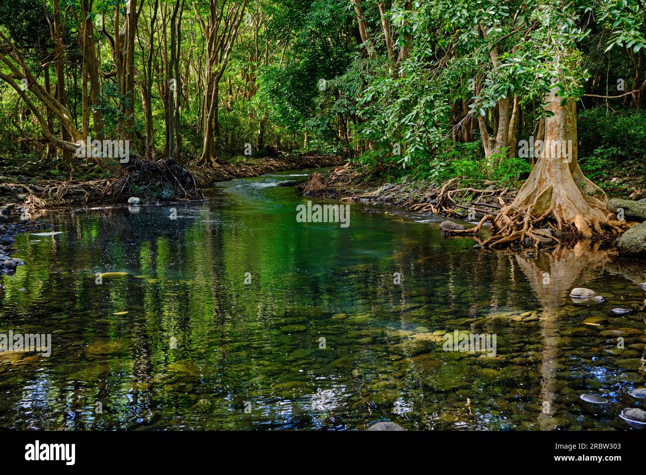 Mauritius, Savanne district, hiking in the Black River Gorges National ...