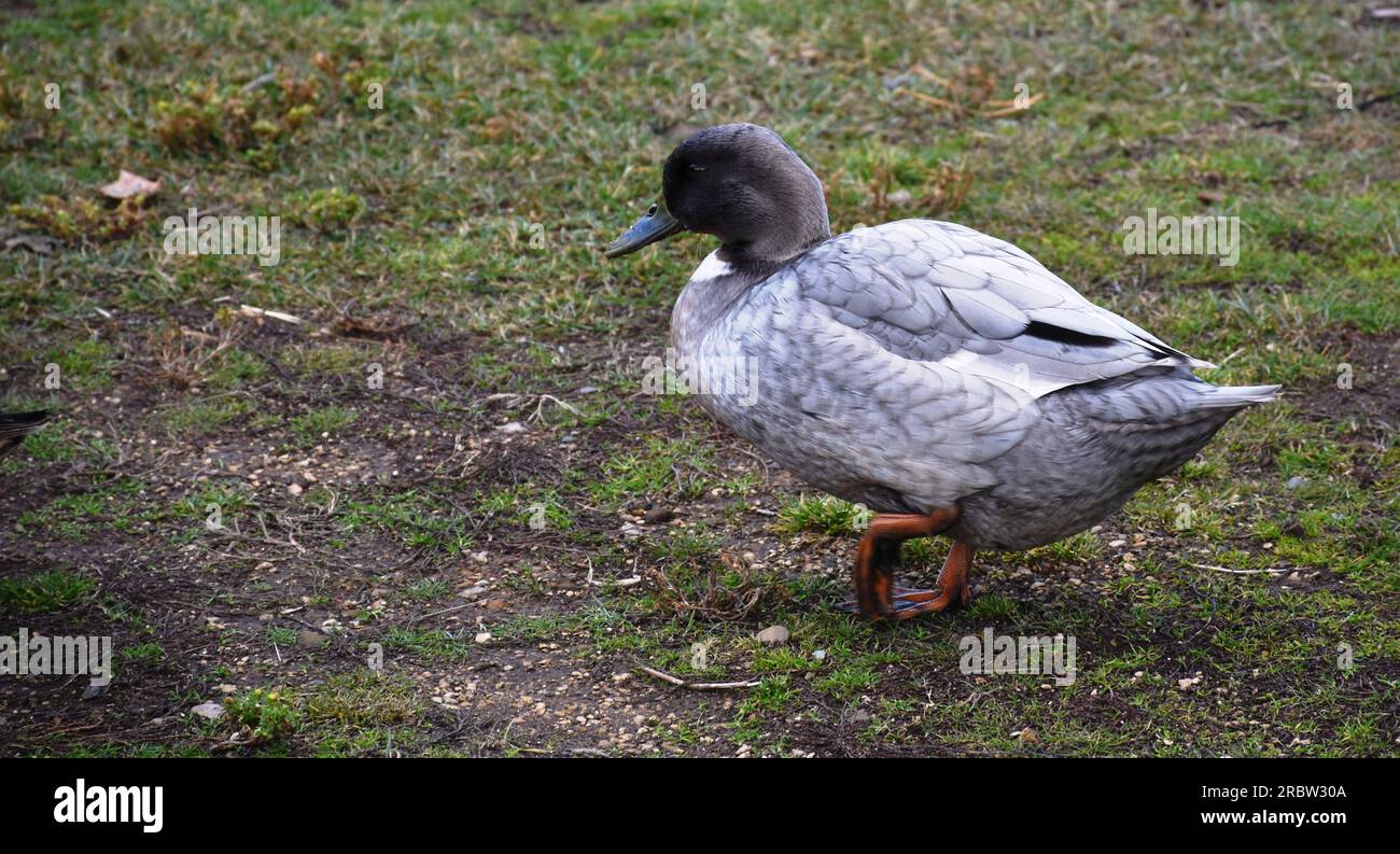 Manky duck hi-res stock photography and images - Alamy