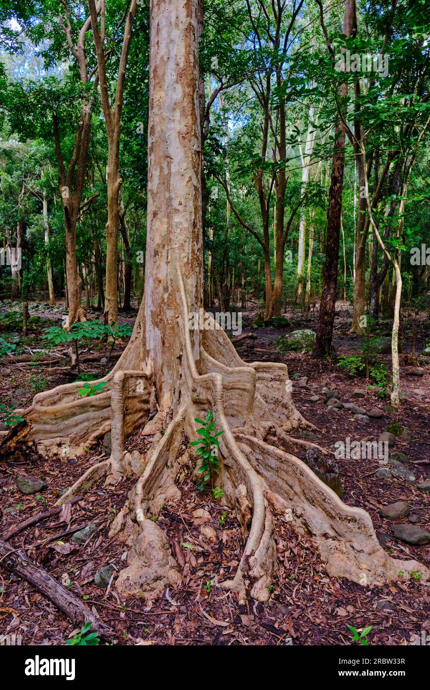 Mauritius, Savanne district, hiking in the Black River Gorges National ...