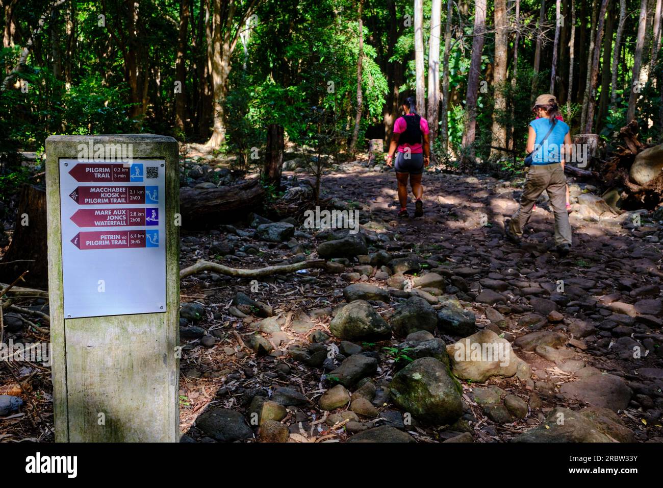 Mauritius, Savanne district, hiking in the Black River Gorges National ...