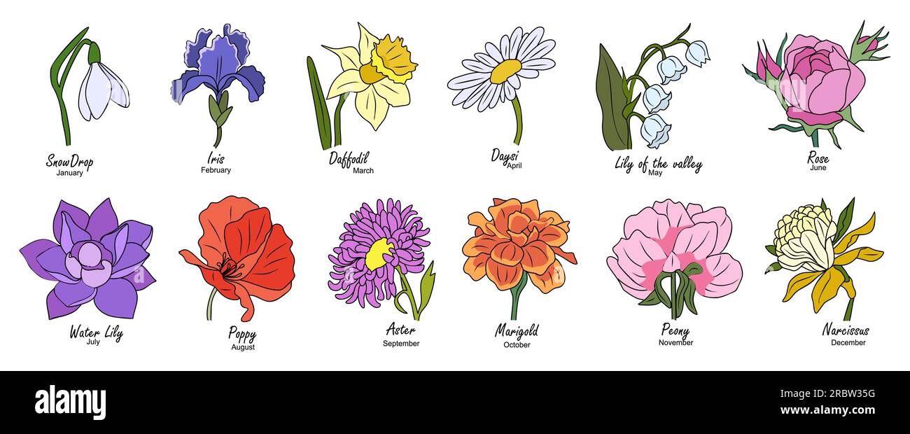 Birth month flowers botanical colored vector set Stock Vector Image ...