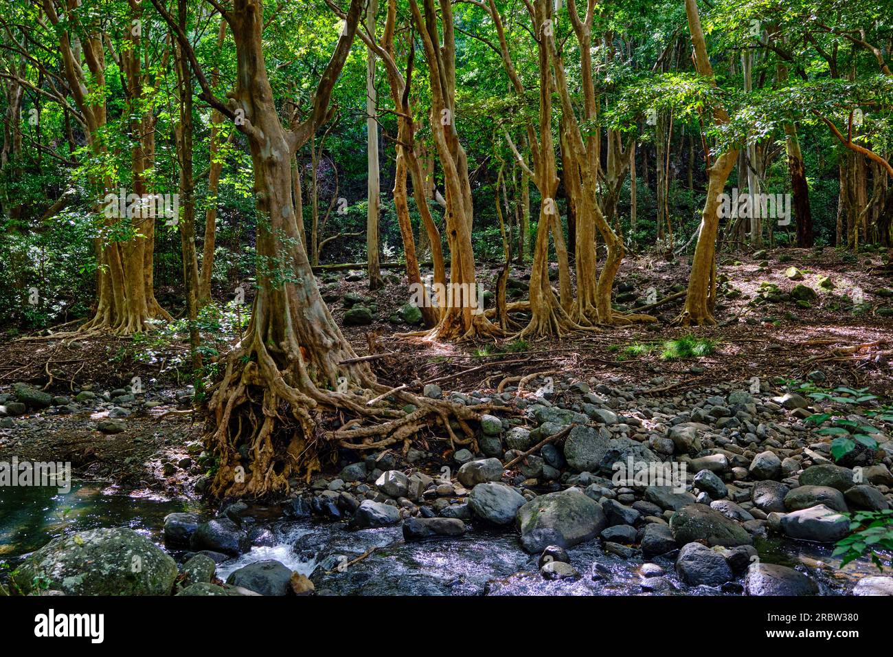 Mauritius, Savanne district, hiking in the Black River Gorges National ...