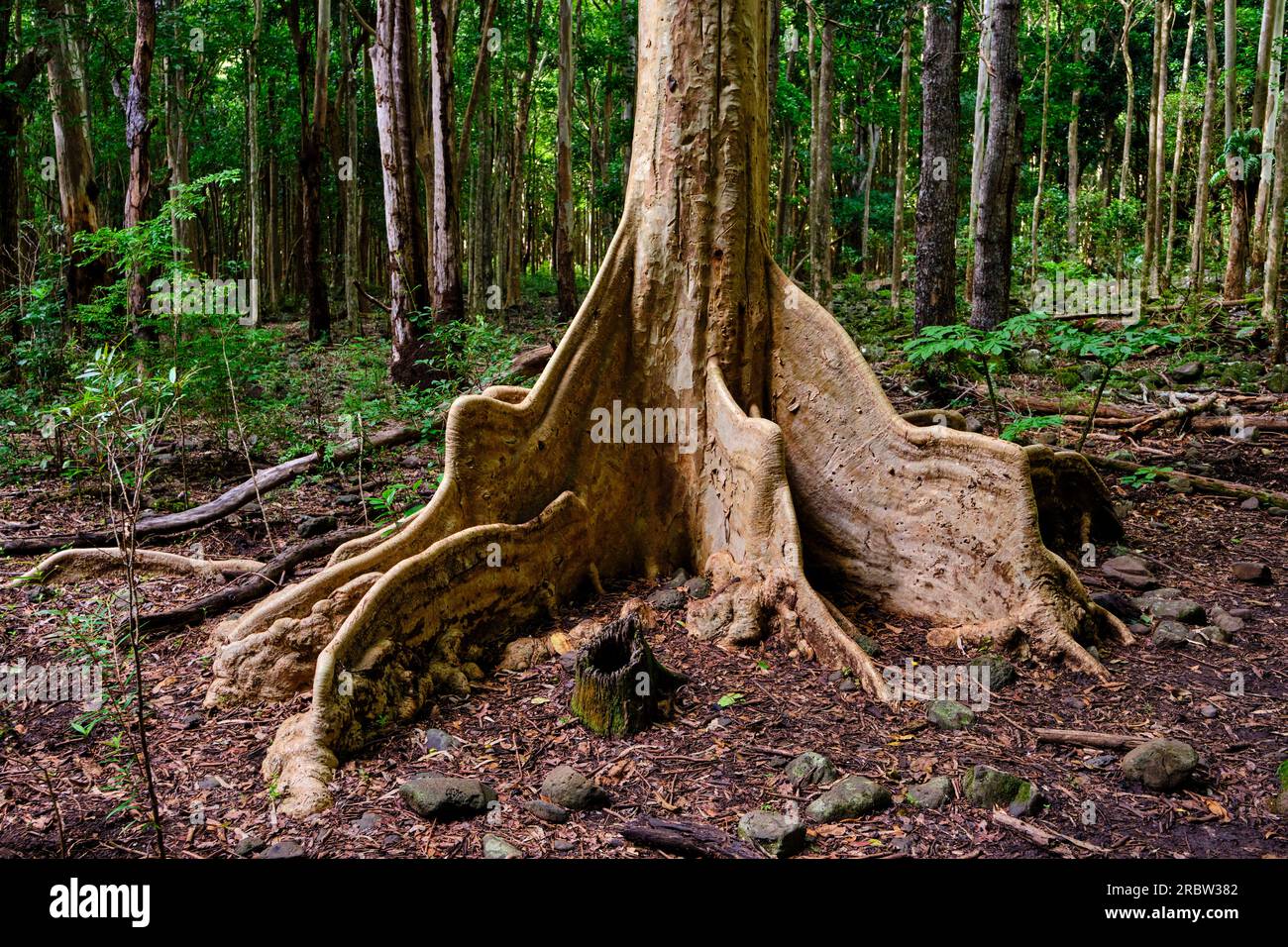 Mauritius, Savanne district, hiking in the Black River Gorges National ...
