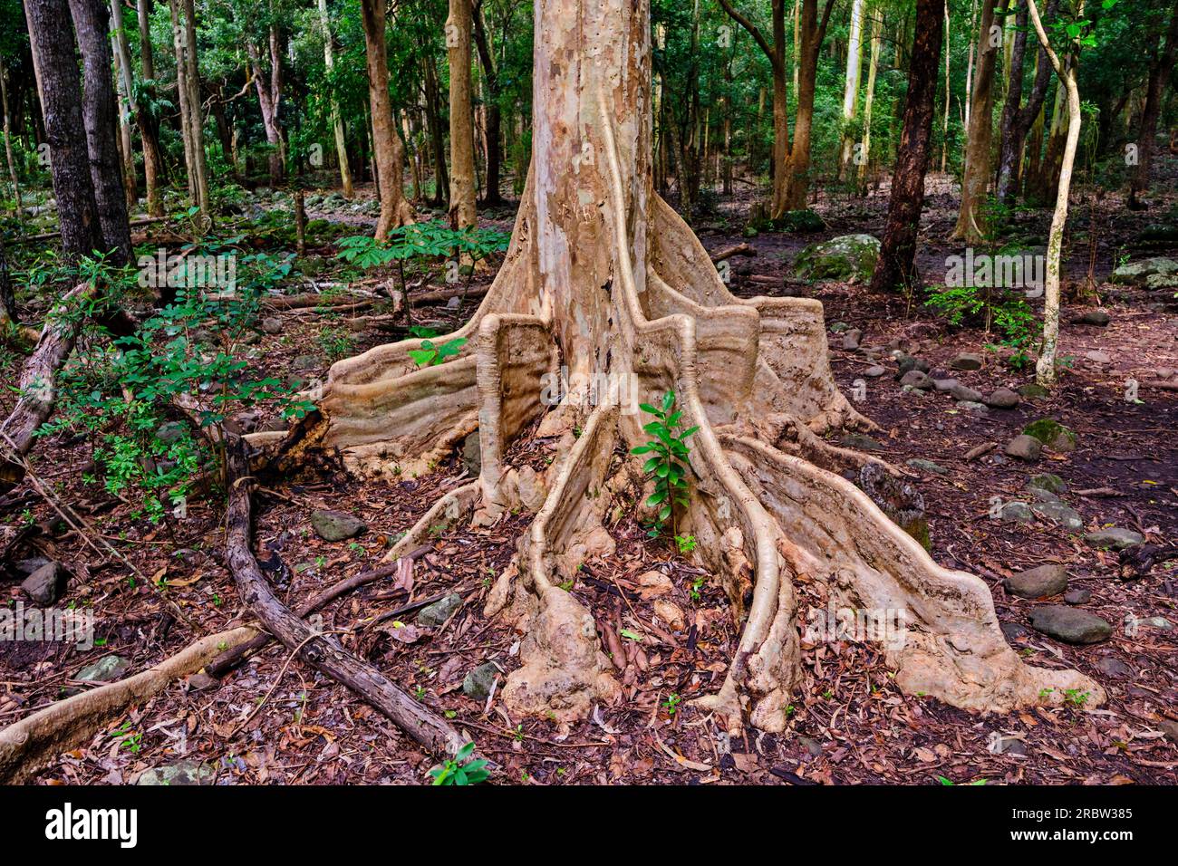 Mauritius, Savanne district, hiking in the Black River Gorges National ...