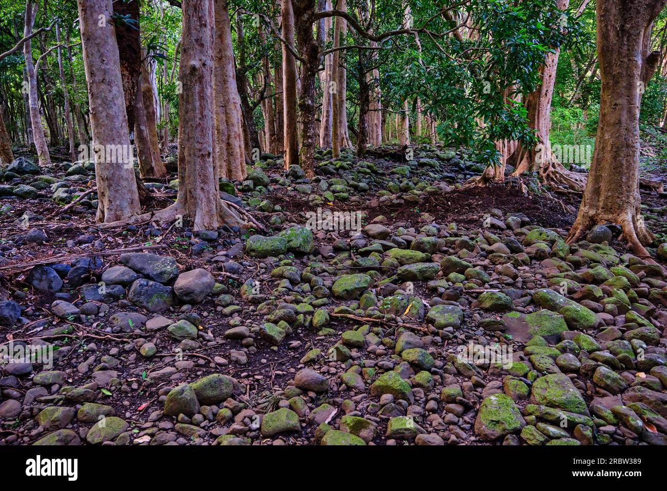 Mauritius, Savanne district, hiking in the Black River Gorges National ...