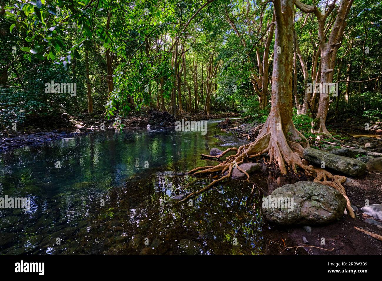 Mauritius, Savanne district, hiking in the Black River Gorges National ...