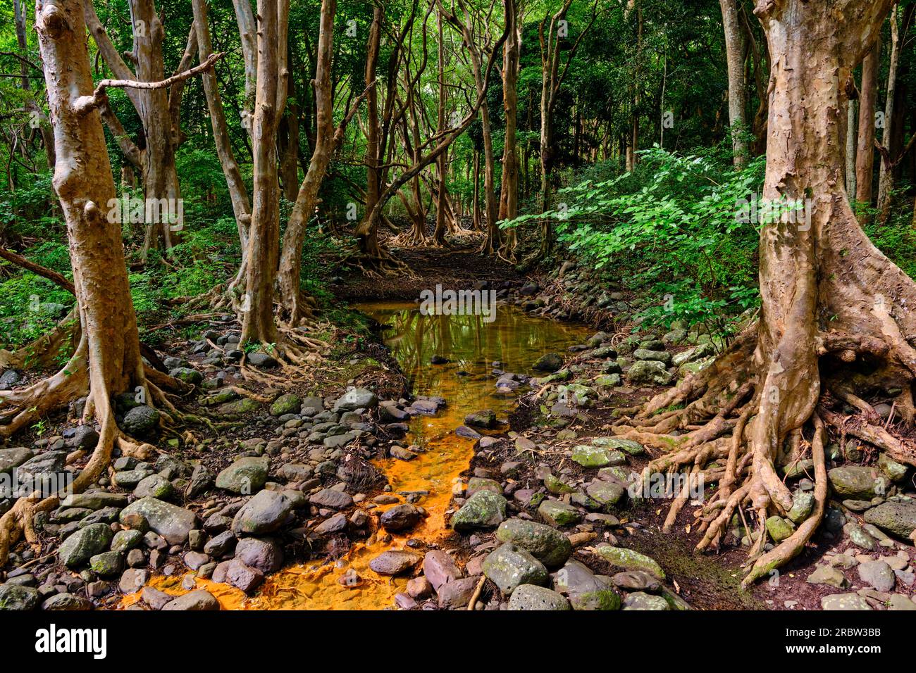 Mauritius, Savanne district, hiking in the Black River Gorges National ...