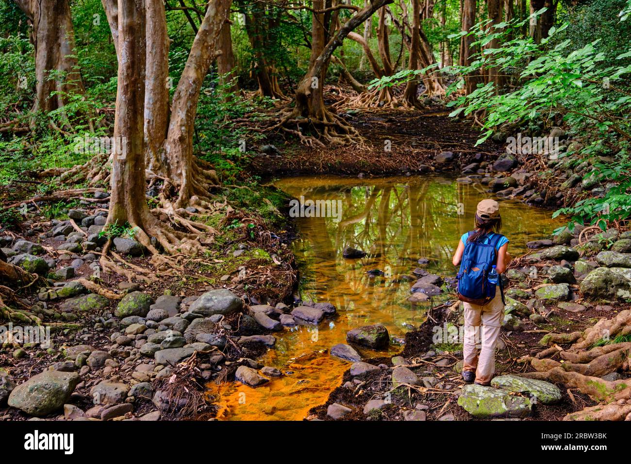 Mauritius, Savanne district, hiking in the Black River Gorges National ...