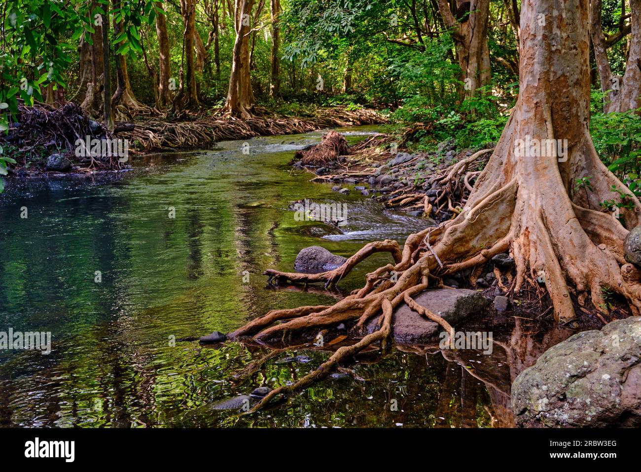 Mauritius, Savanne district, hiking in the Black River Gorges National ...