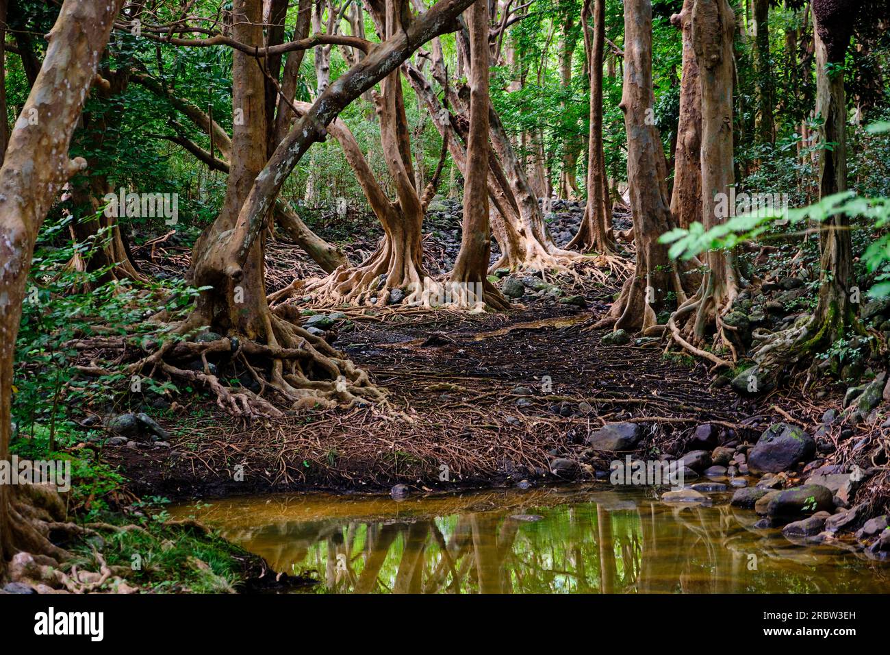 Mauritius, Savanne district, hiking in the Black River Gorges National ...