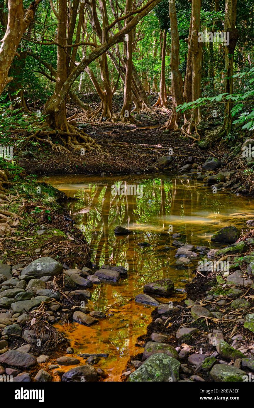 Mauritius, Savanne district, hiking in the Black River Gorges National ...