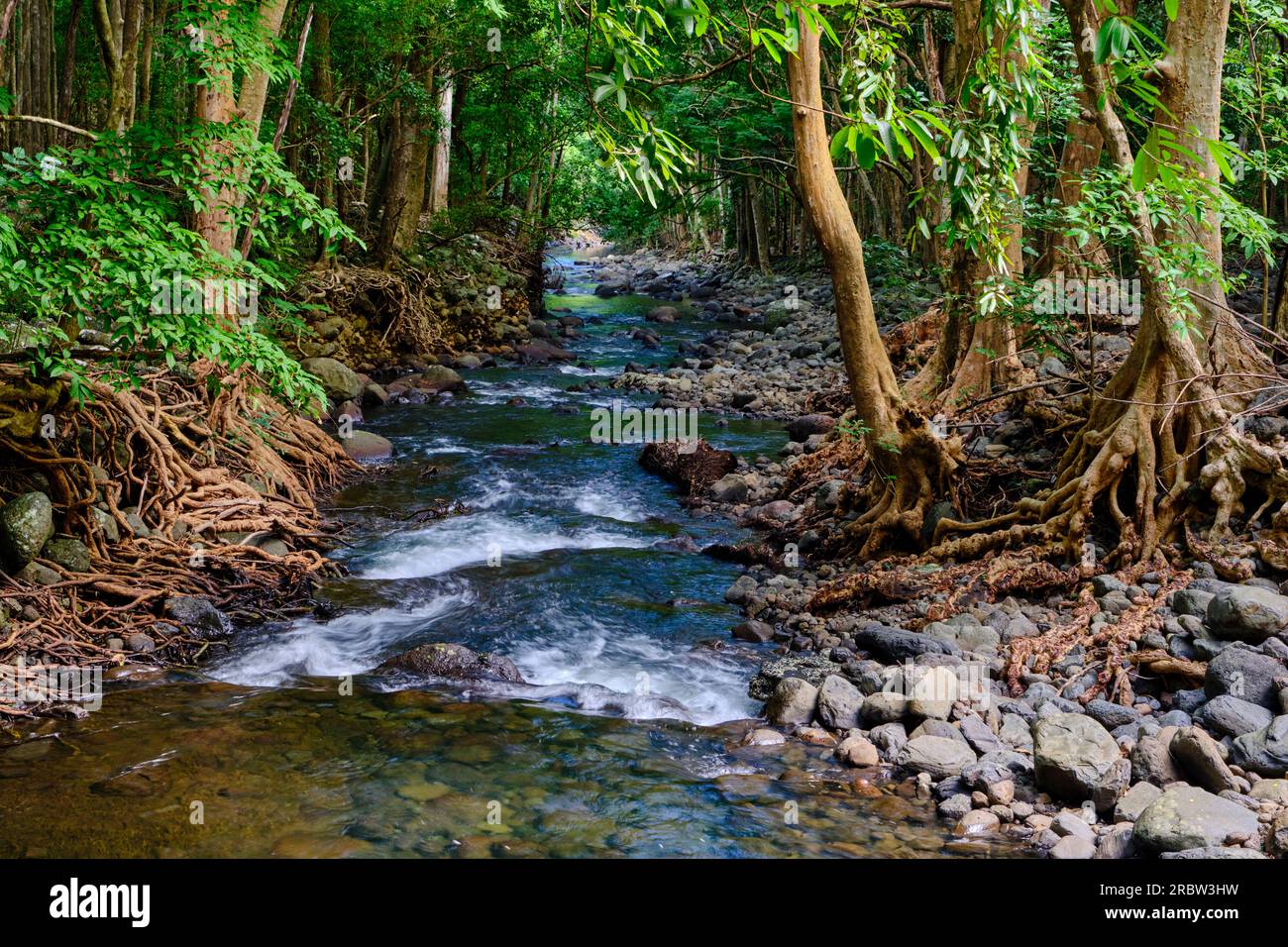 Mauritius, Savanne district, hiking in the Black River Gorges National ...