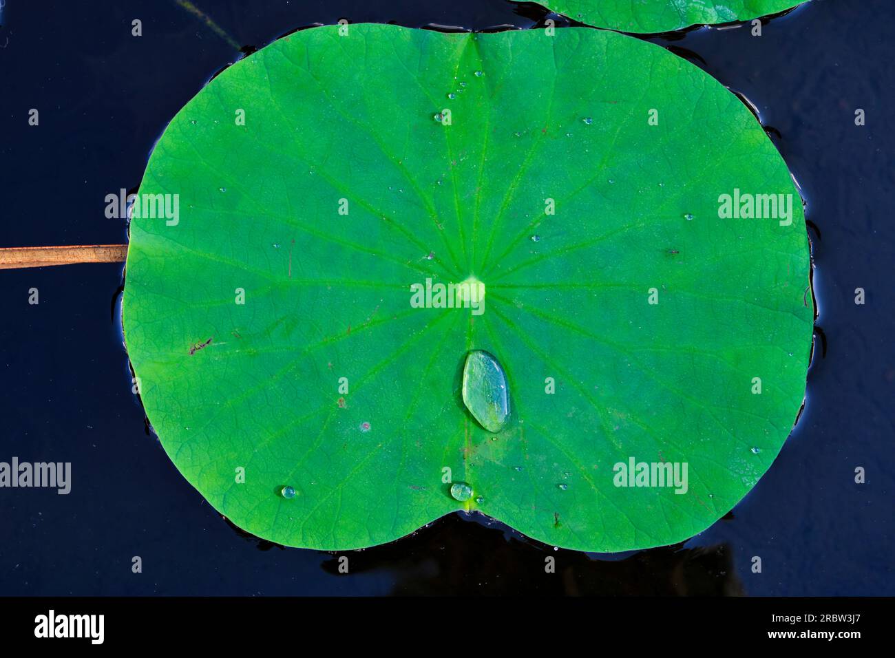 Mauritius, Pamplemousses district, Pamplemousses, Sir Seewoosagur ...