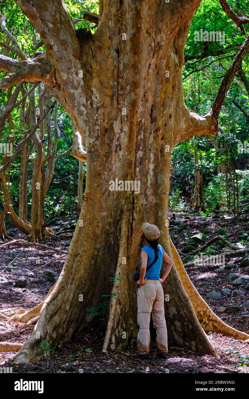 Mauritius, Savanne district, hiking in the Black River Gorges National ...