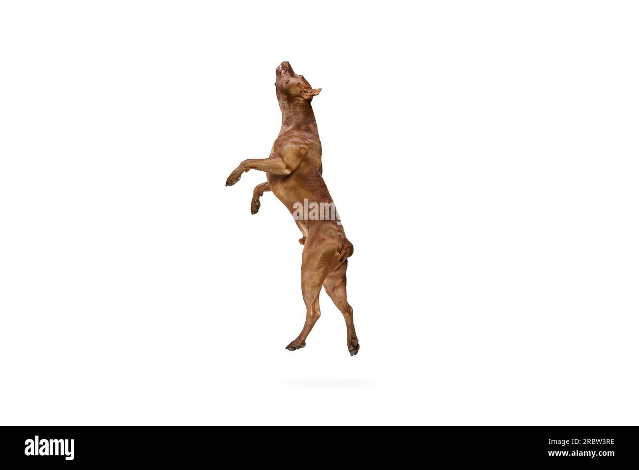 Dynamic image of purebred, adorable dog, American pitbull terrier ...