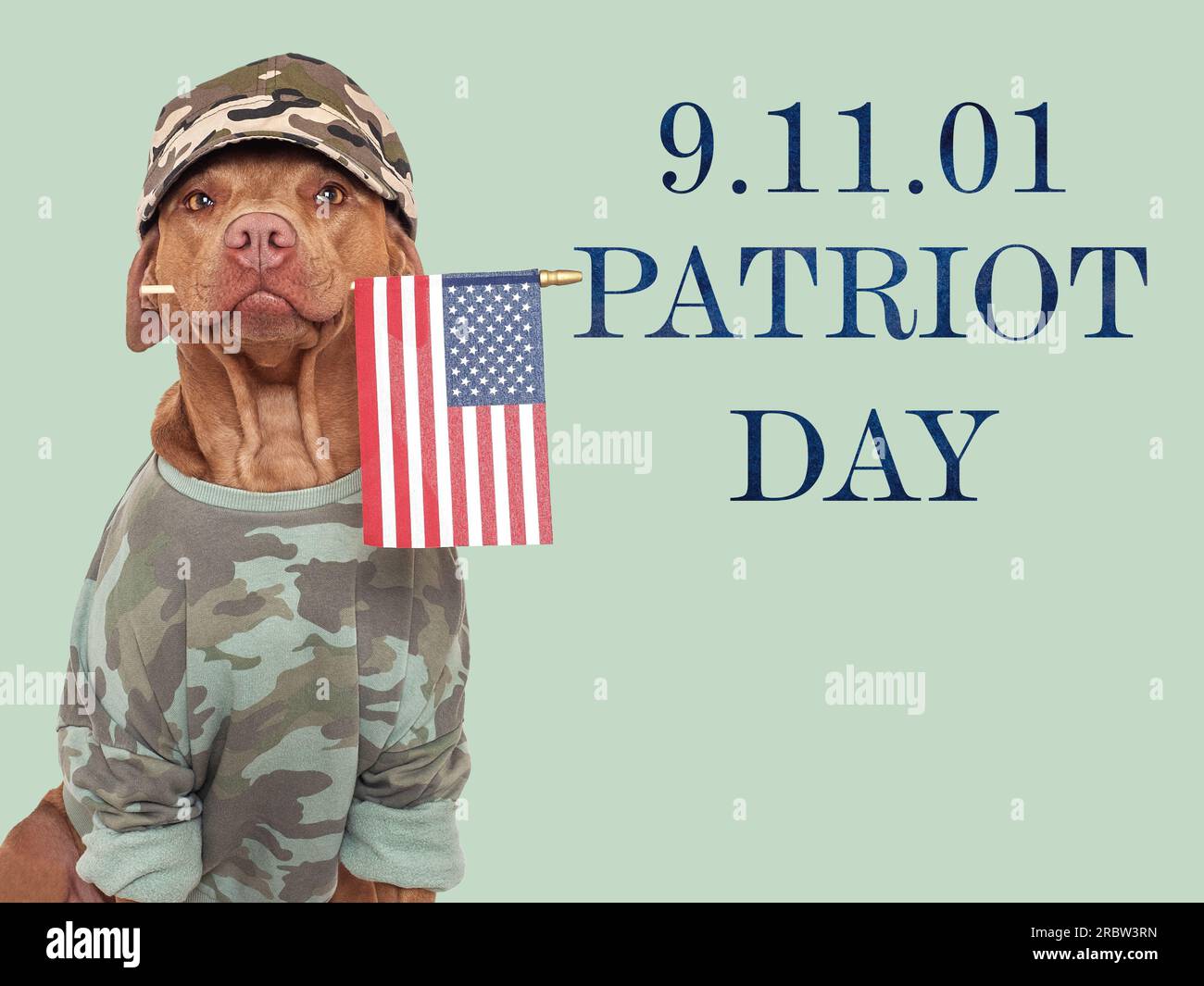 Patriot Day. Cute brown dog and American Flag Stock Photo - Alamy