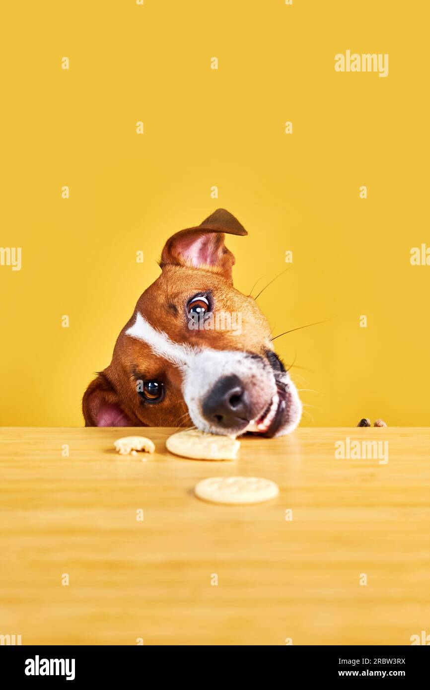 Jack Russell terrier dog eat meal from a table Stock Photo - Alamy