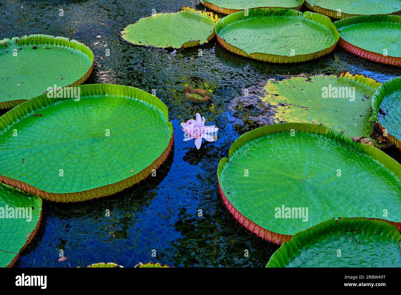 Mauritius, Pamplemousses district, Pamplemousses, Sir Seewoosagur ...