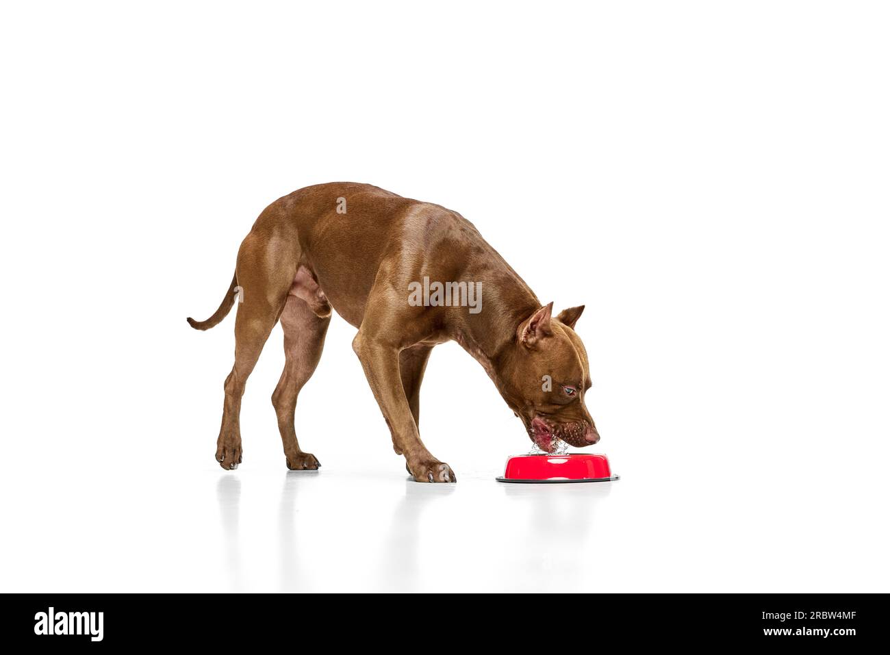 Beautiful, purebred dogs American pitbull terrier eating food against ...