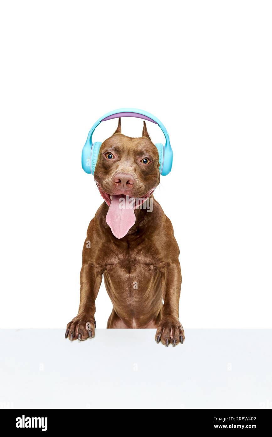Positive, purebred American pitbull terrier sitting in headphones ...