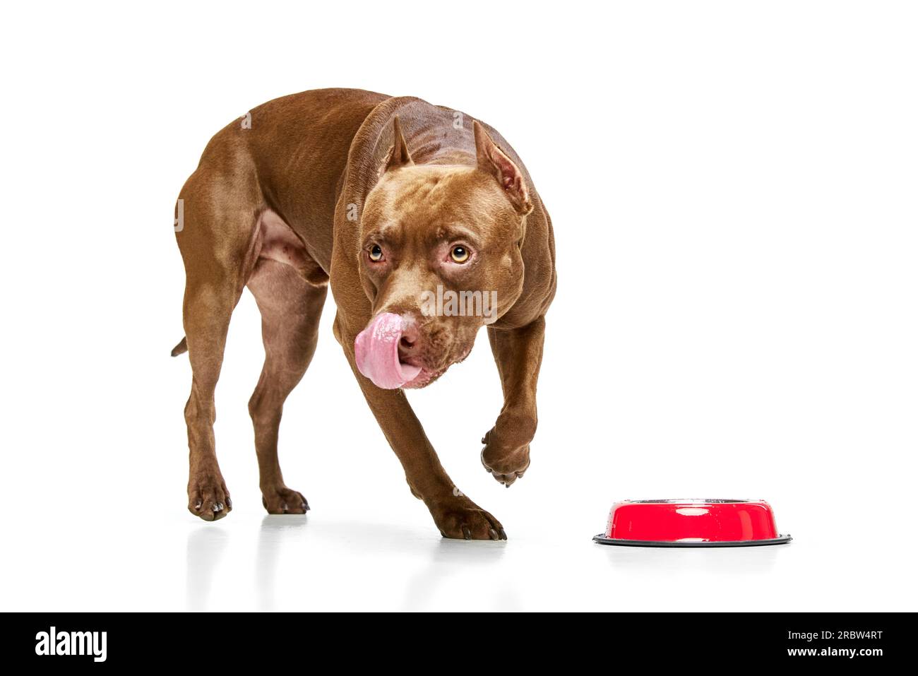 Beautiful, purebred dogs American pitbull terrier eating food against ...