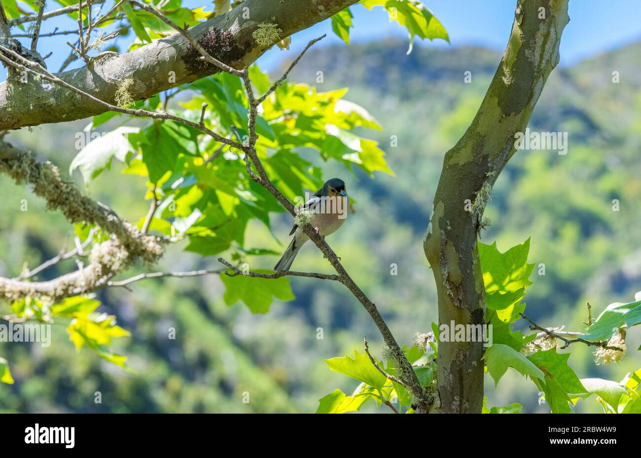 finch bird in madeira island Stock Photo - Alamy