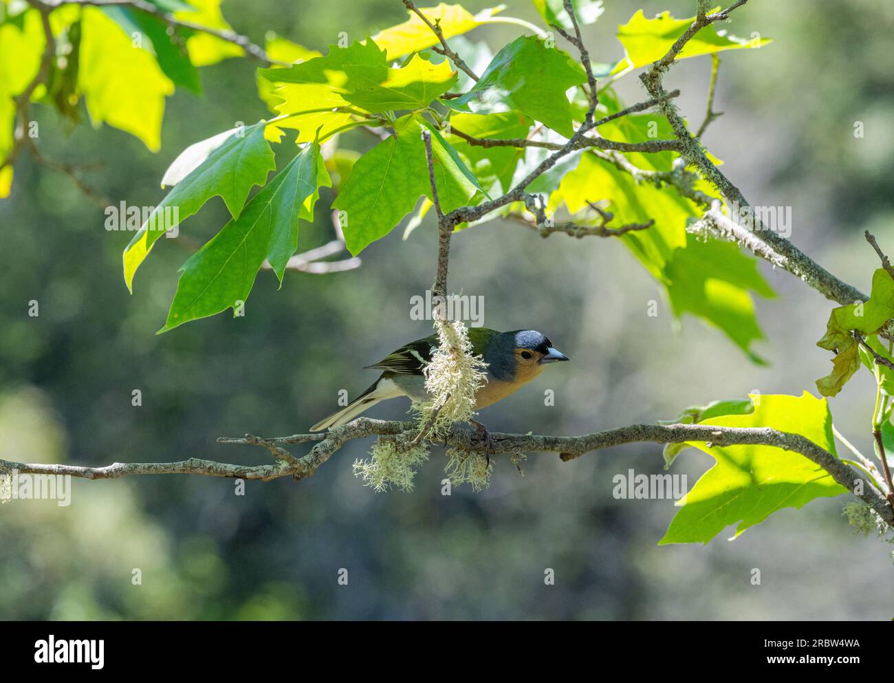 finch bird in madeira island Stock Photo - Alamy