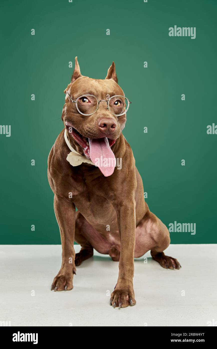 Purebred, smart dog of American pitbull terrier sitting in glasses ...