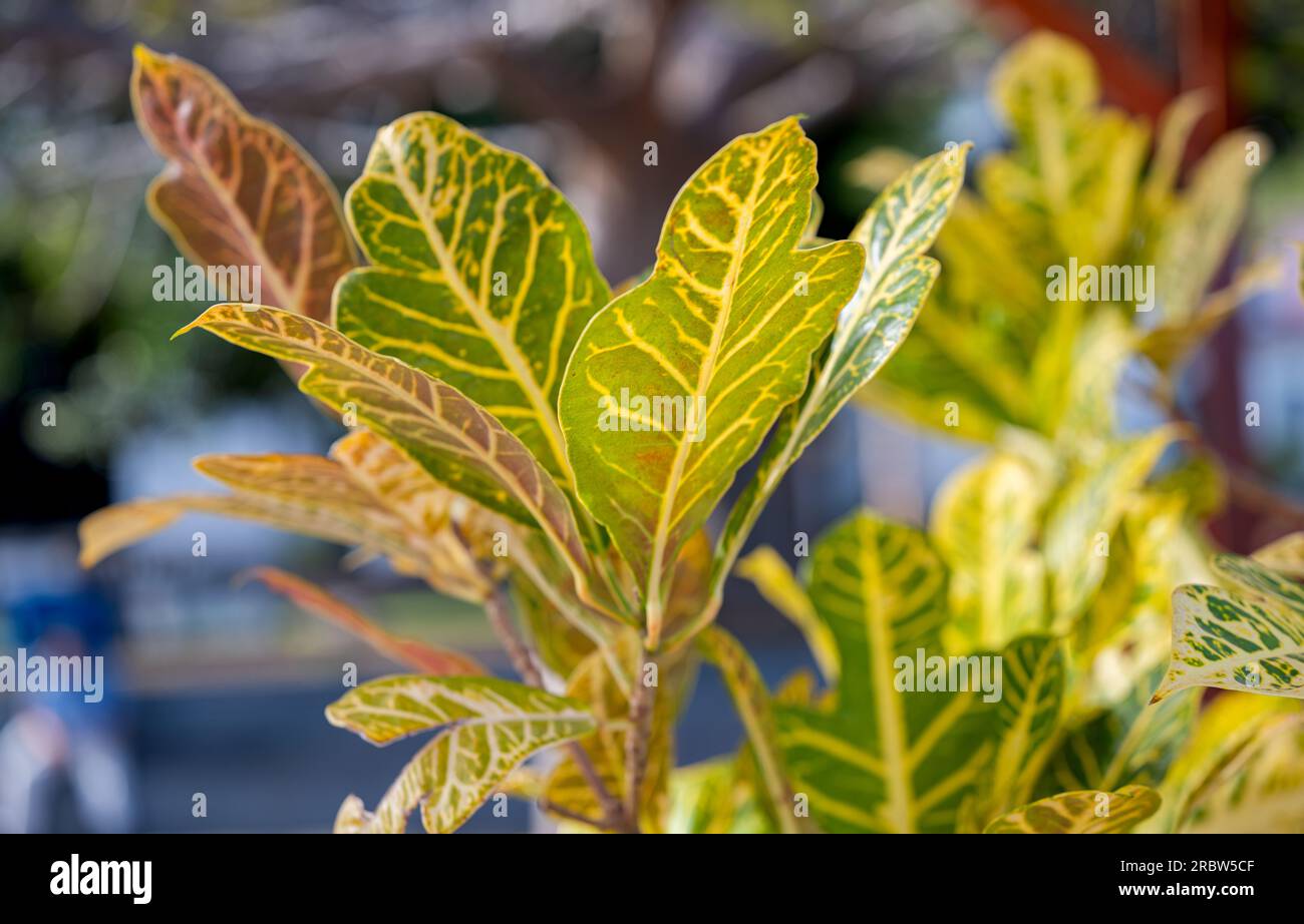 leaves of codiaeum variegatum close-up Stock Photo - Alamy