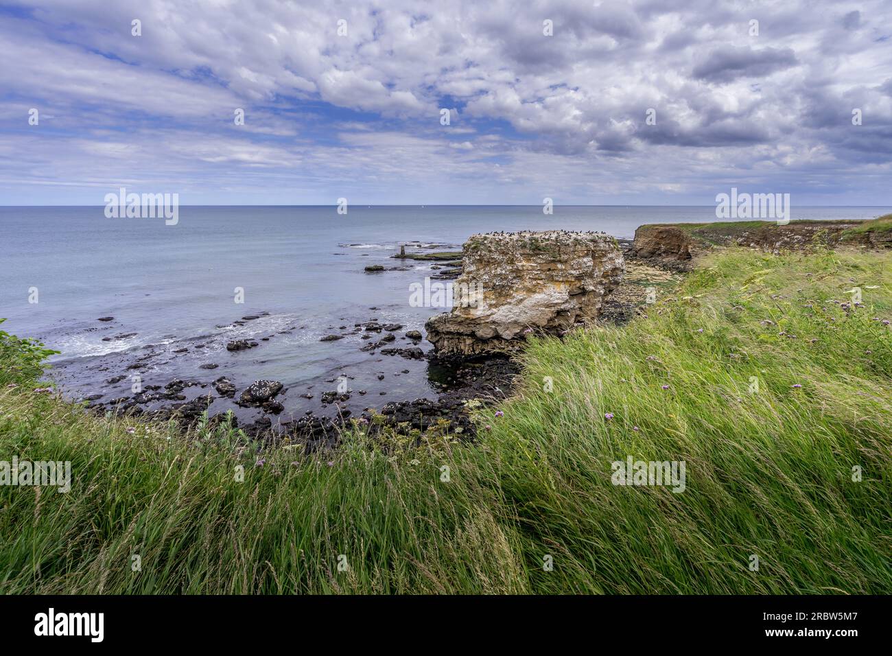 Souter lighthouse cormorants hi-res stock photography and images - Alamy