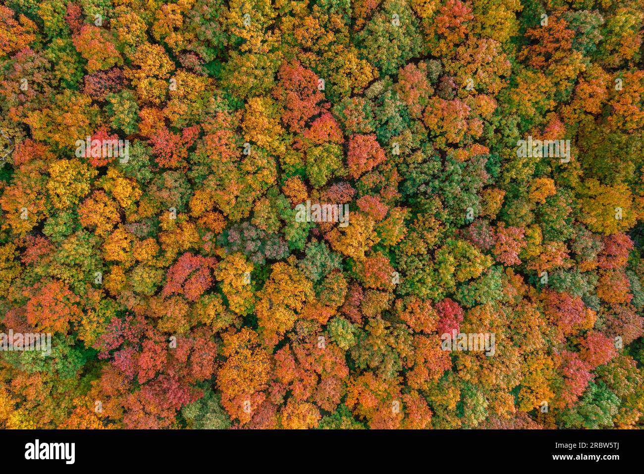 Aerial top down view about beautiful autumn forest with warm colors and colorful trees Stock ...