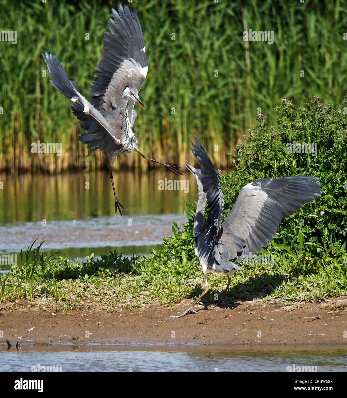 The battle of the herons in Yorkshire. Blacktoft Sands Nature Reserve ...