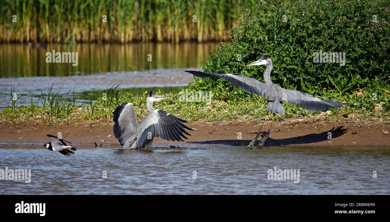 The herons fight in Yorkshire. Blacktoft Sands Nature Reserve ...