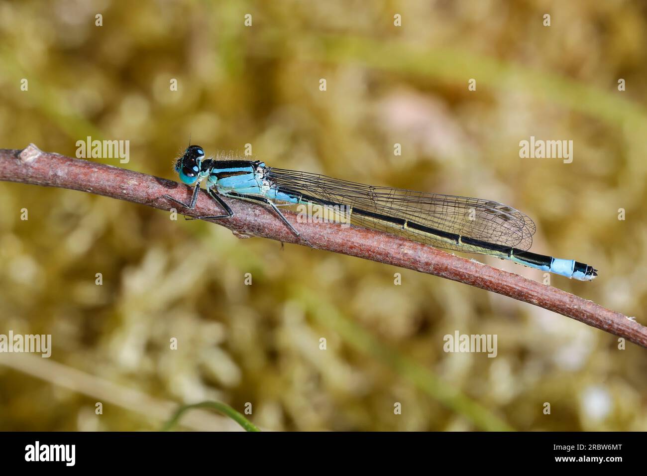 Große Pechlibelle, Grosse Pechlibelle, Pechlibelle, Pech-Libelle, Ischnura elegans, common ...