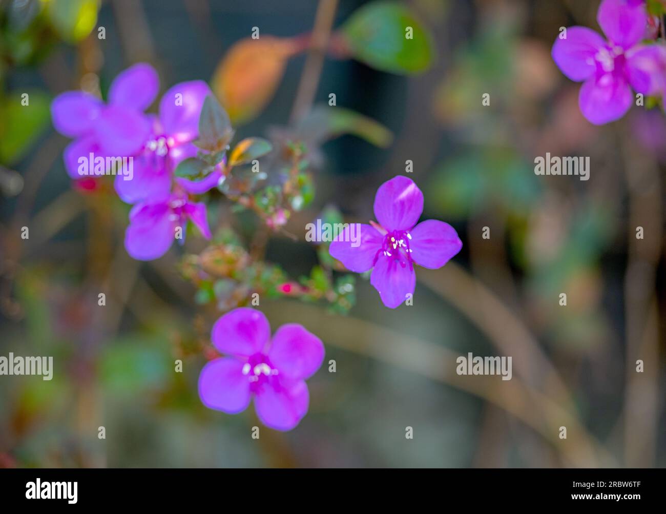 Heterocentron hi-res stock photography and images - Alamy
