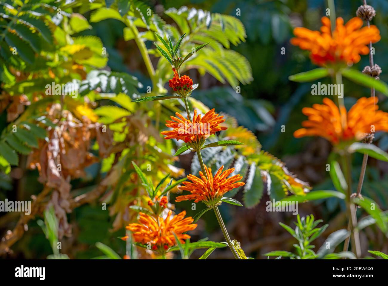 Lion tail flower hi-res stock photography and images - Alamy