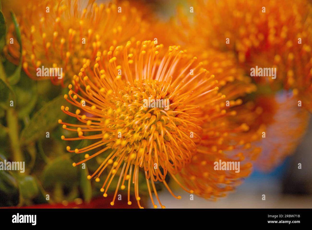 beautiful protea flower close up Stock Photo - Alamy
