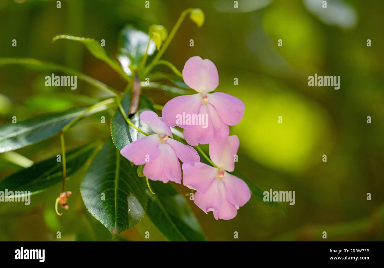 Pink garden balsam hi-res stock photography and images - Alamy