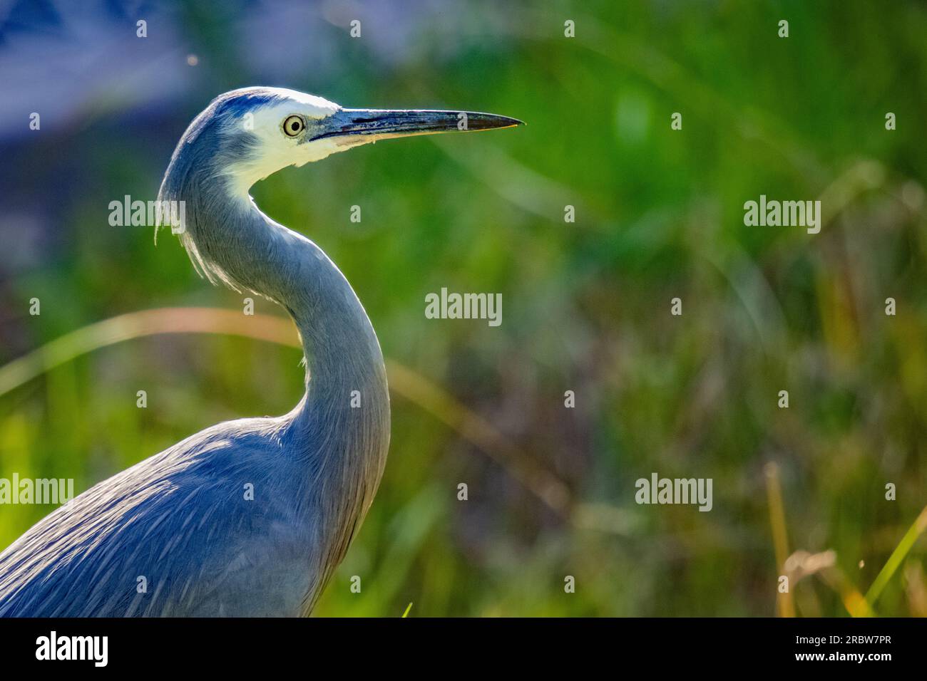 Close up shots of aussie birds Stock Photo - Alamy